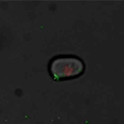 MICROBIAL CELLS – ZOA